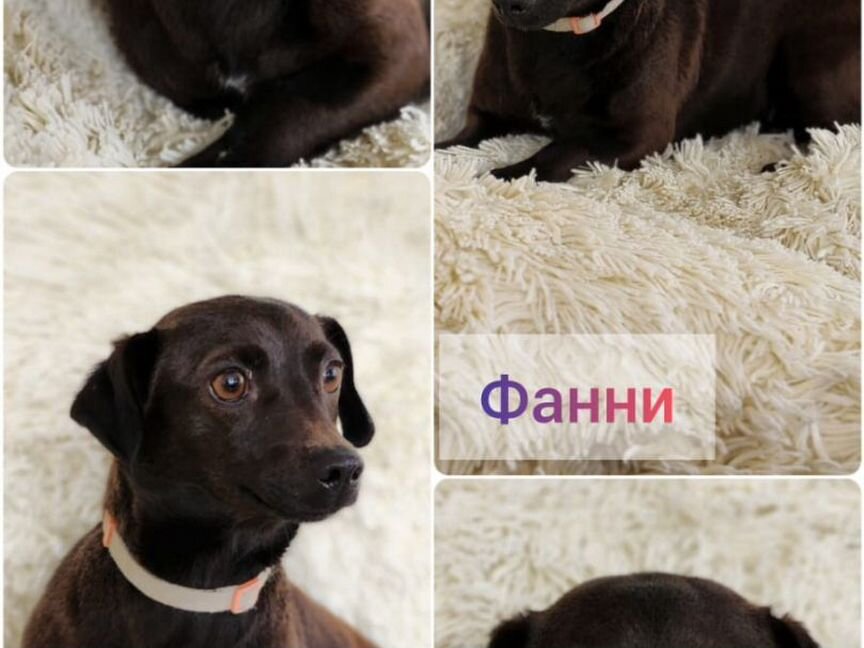 Бесплатно. Фани 1'5 года