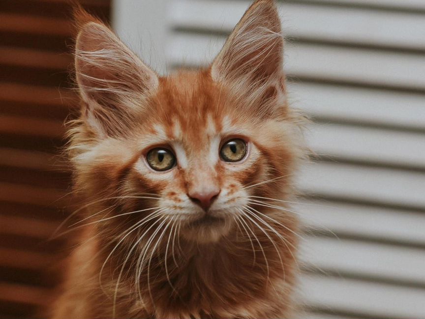 Великолепные котята мейн-кун