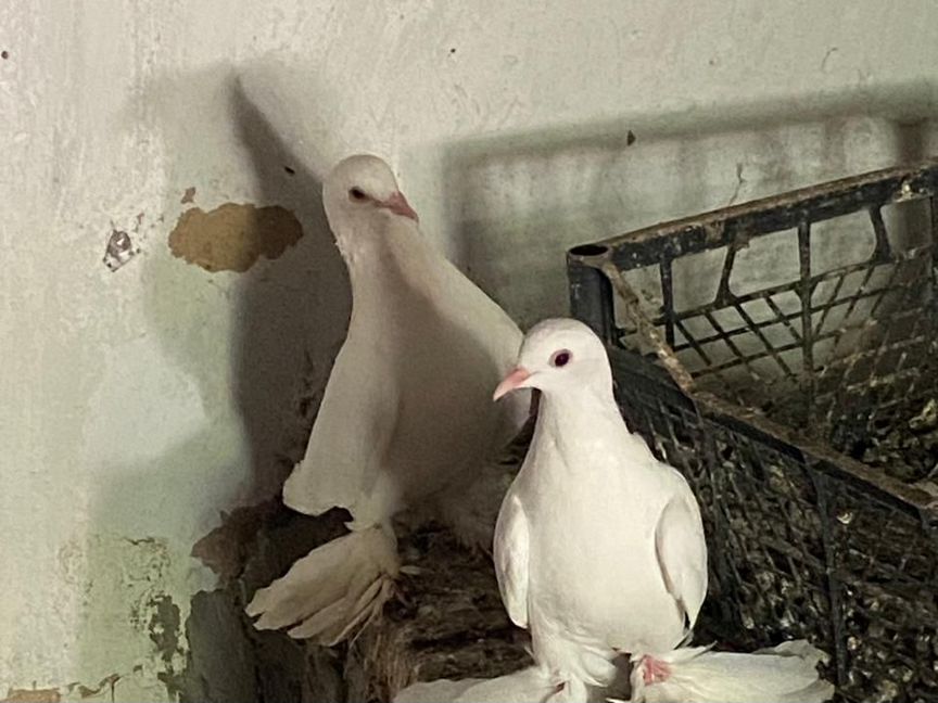 Продажа голубей