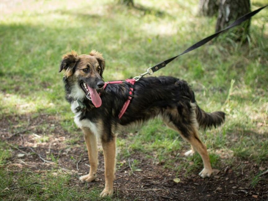 Ласковый щенок Джонни ищет свой дом