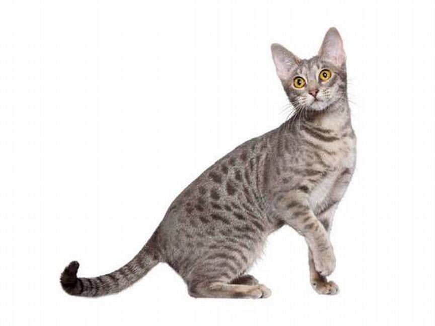Котенок Тея ищет семью. Бесплатно