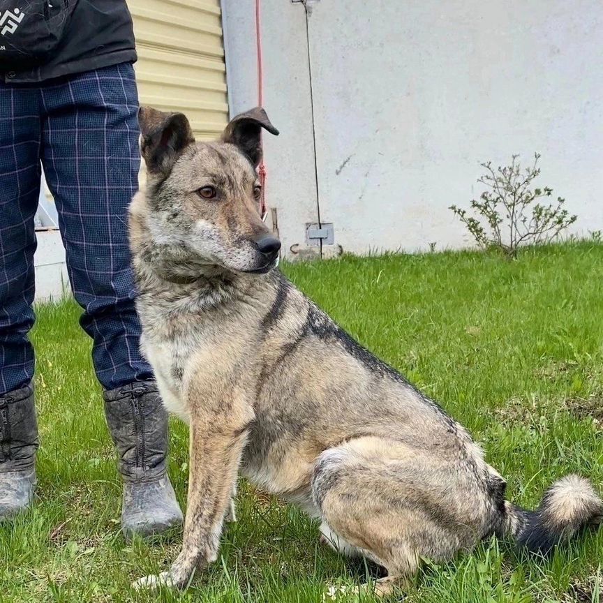 Молодой пёс Тимур