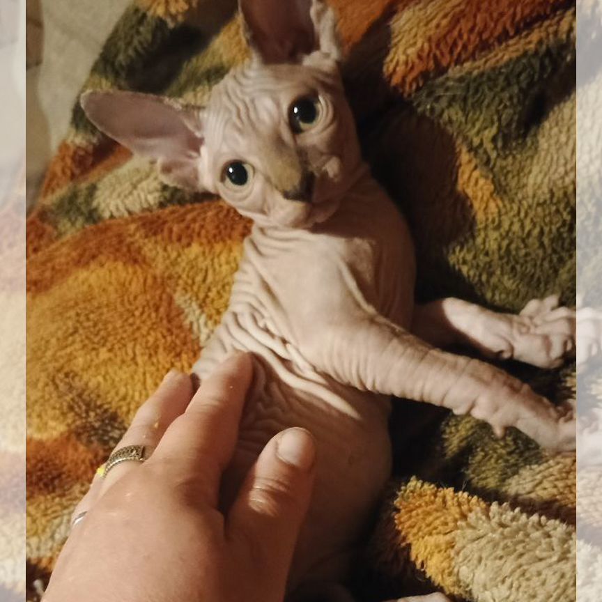 Канадский сфинкс котёнок