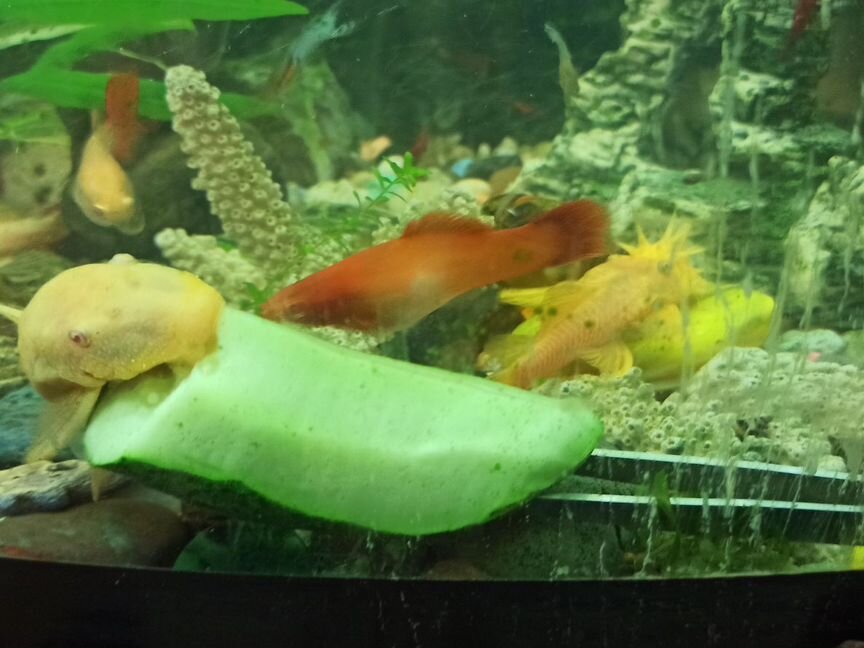 Анциструс золотистый альбинос