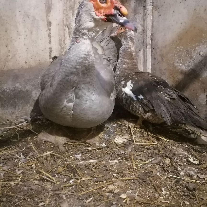 Семья индоуток 1 1