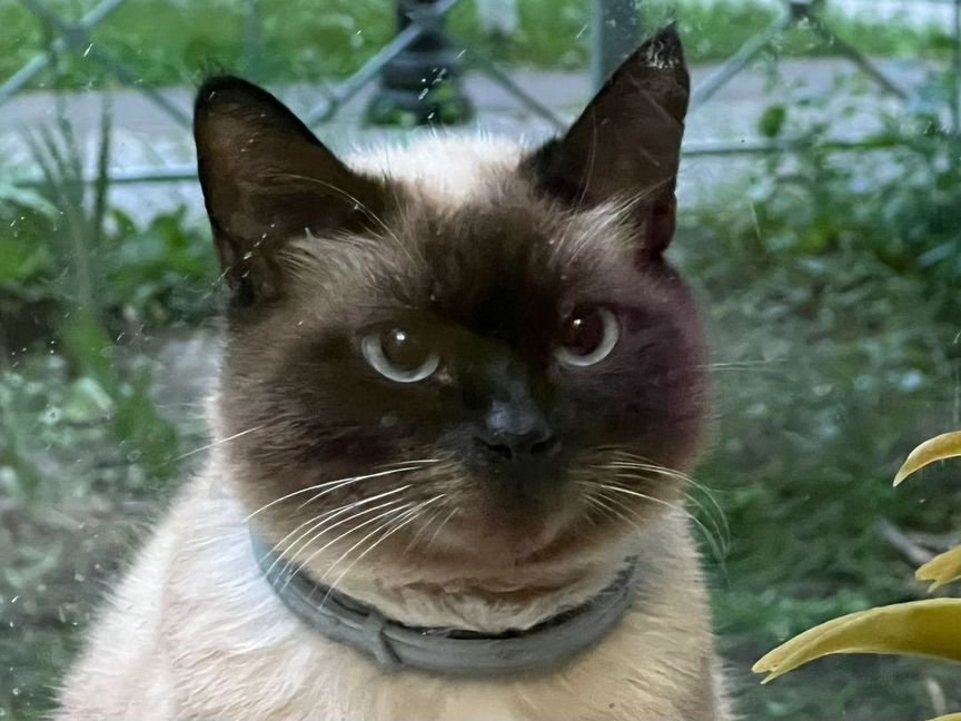 Сиамская кошечка