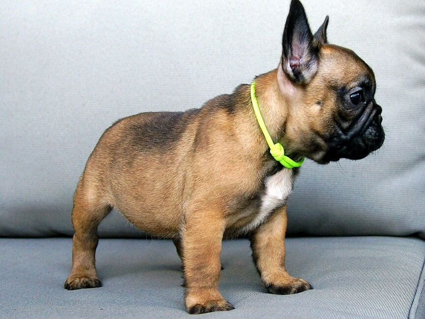 Французский бульдог щенок 3 мес мальчик