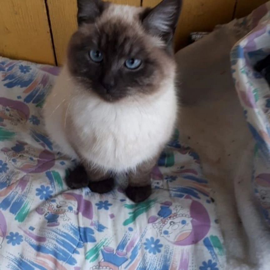 Котик ищет дом