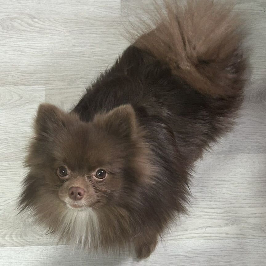 Померанский шпиц, щенок