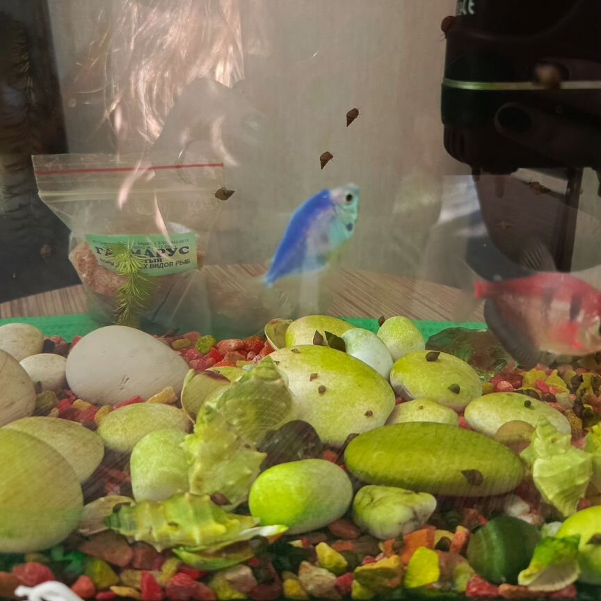 Аквариумные рыбки бесплатно