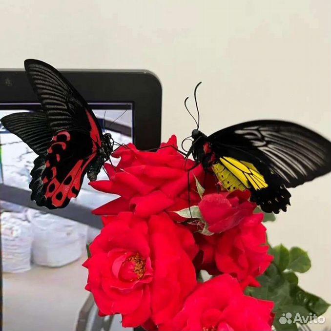 Бабочки тропические из мини-фермы