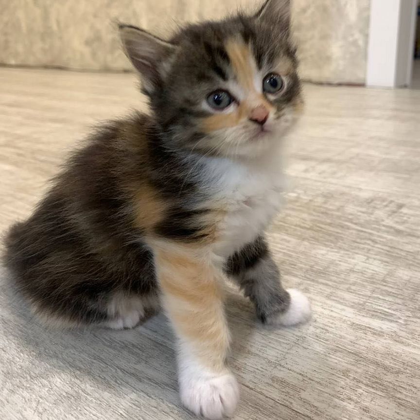 Котёнок в добрые руки