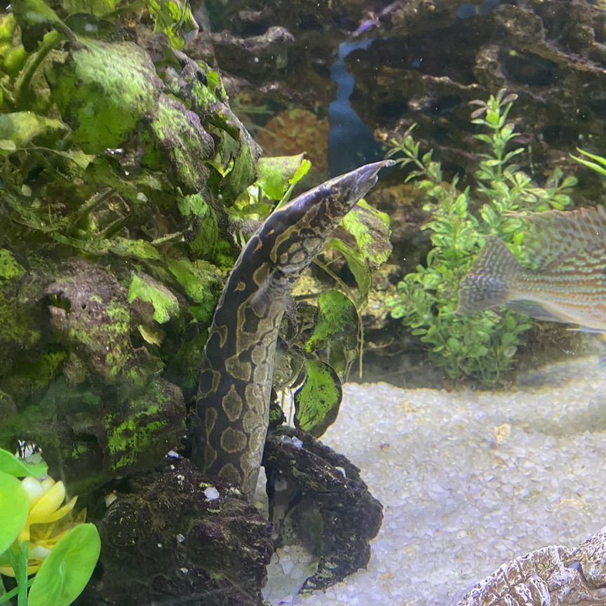 2 мастацембелуса