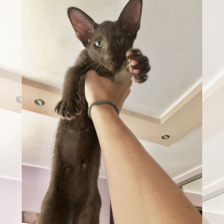 Ориентальные котята