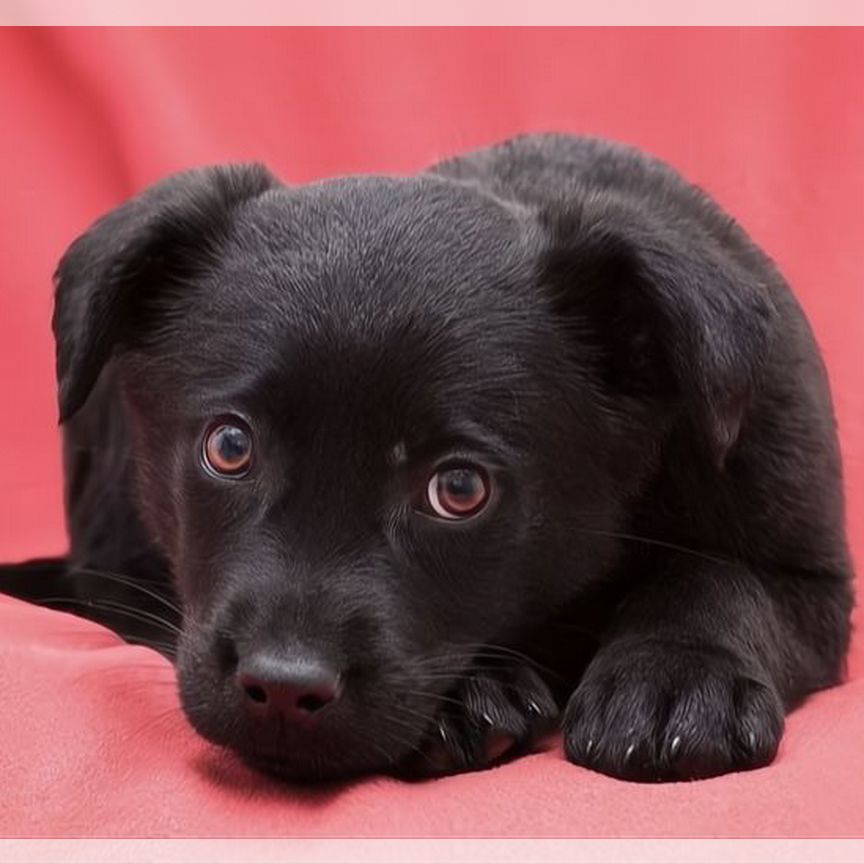 Щенок в добрые руки