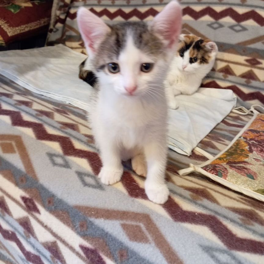 Коши шотланкие