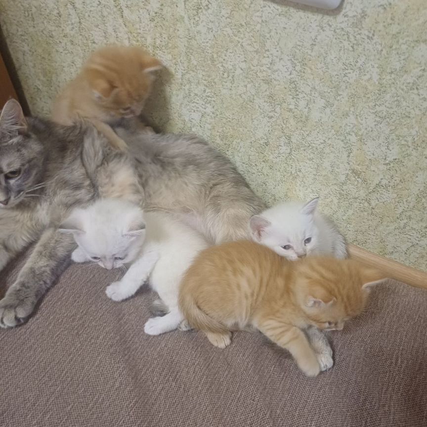 Котёнок в добрые руки