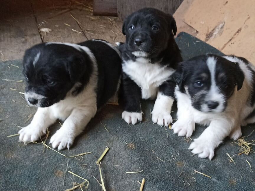 Поместь лабрадора и "дворянина"