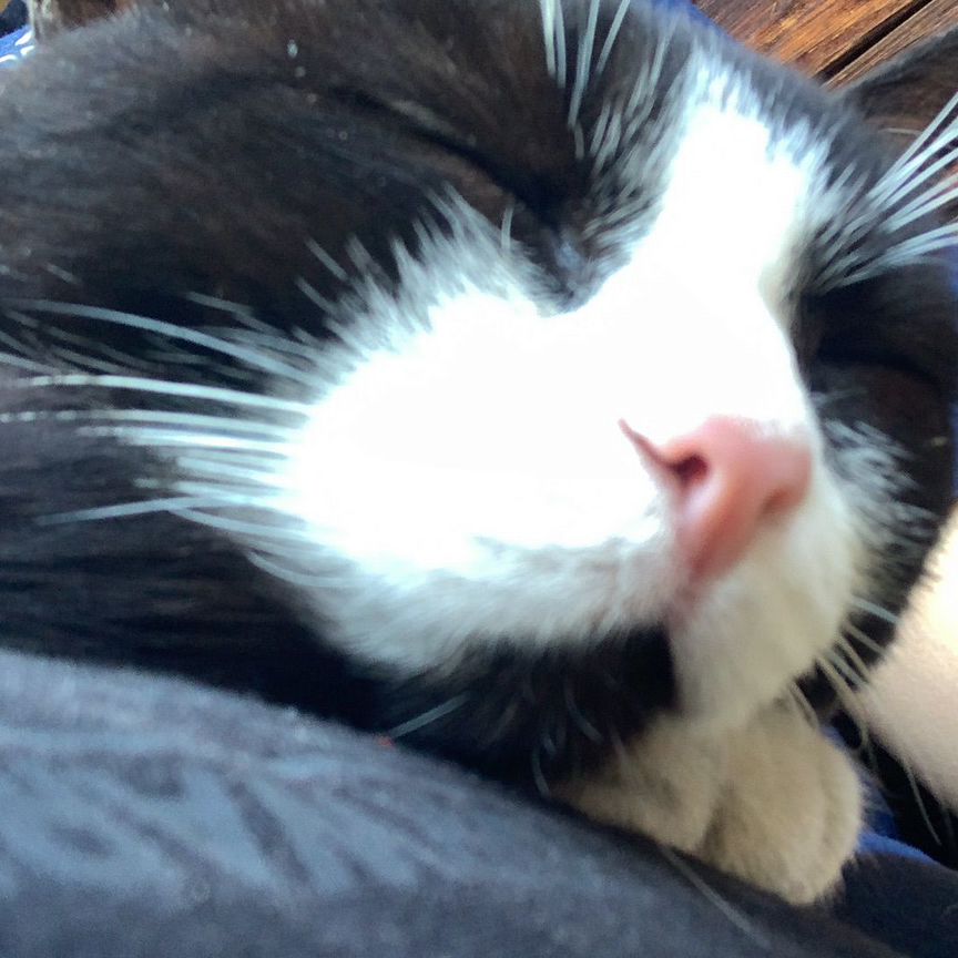 Котик ищет дом