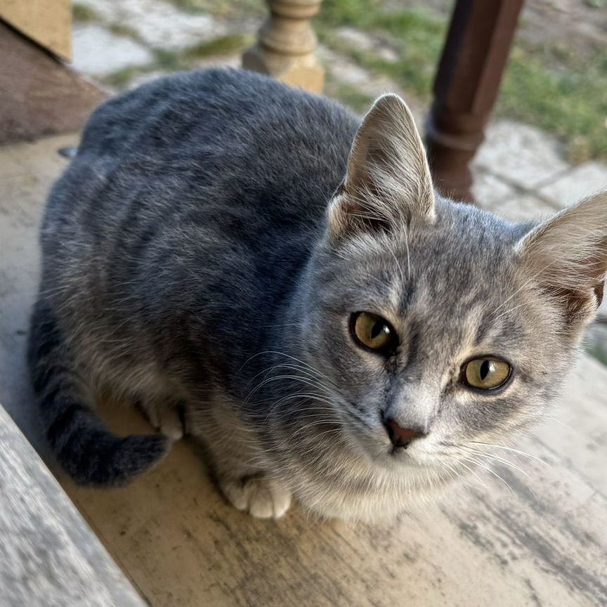 Котенок подросток