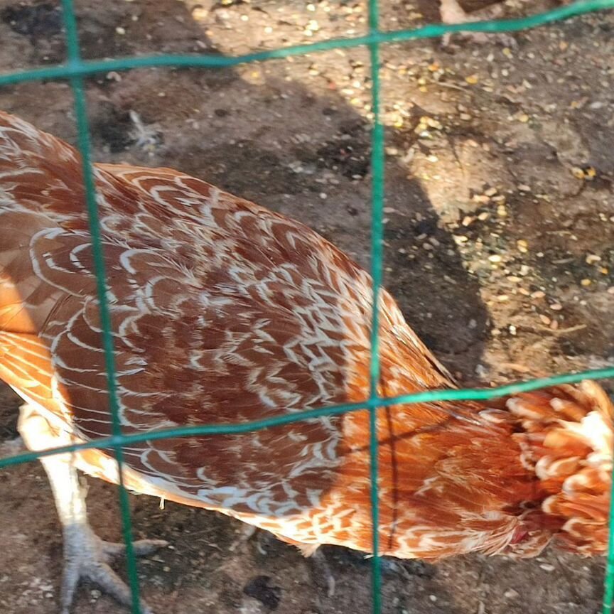 Петух Падуан