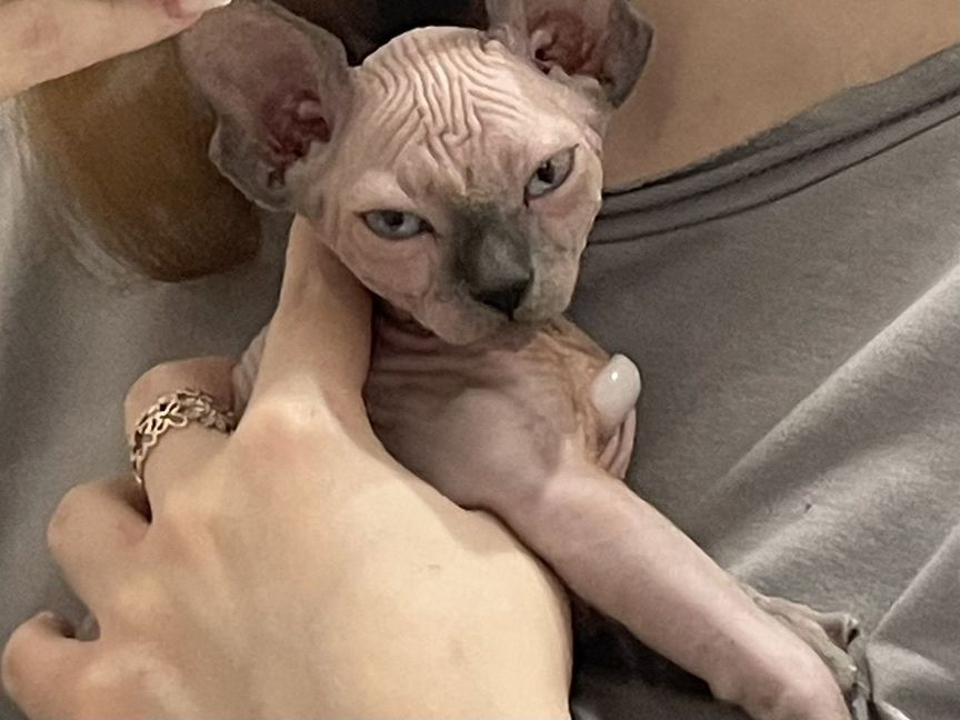 Канадский сфинкс котенок девочка