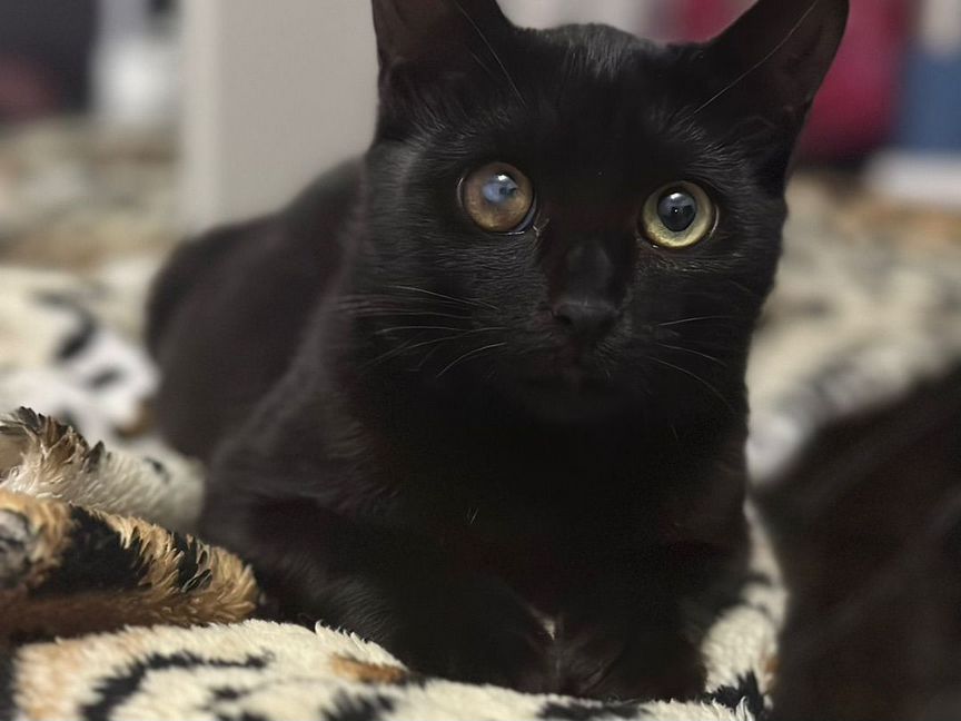 Особенный котенок в добрые руки