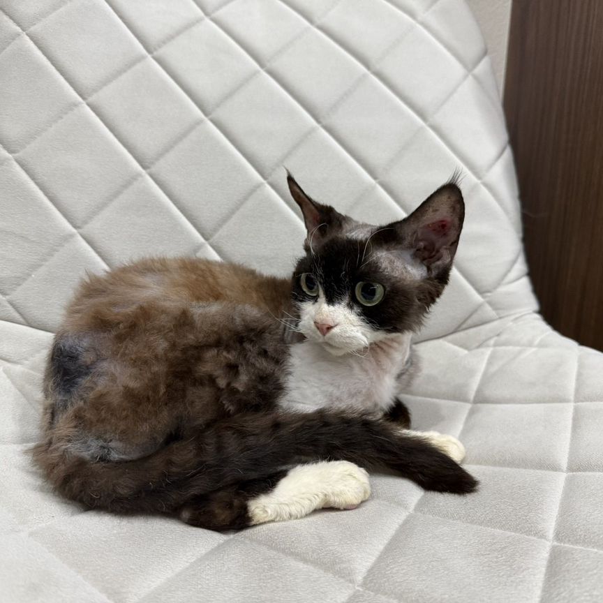 Кошечка Девон рекс