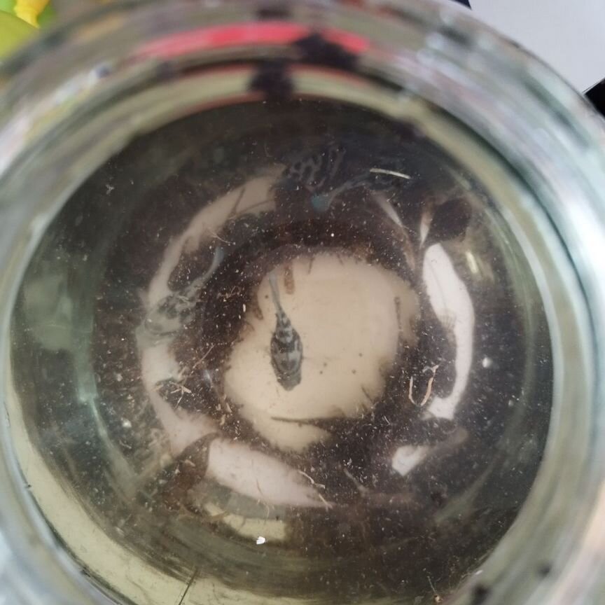 Аквариумные рыбки бесплатно