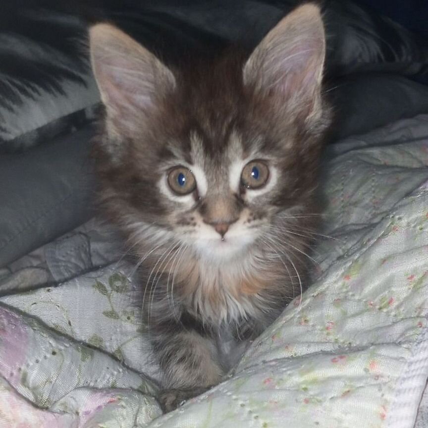 Котята мейкун