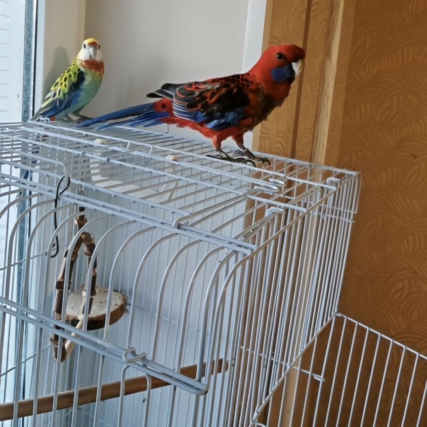 Попугай розелла