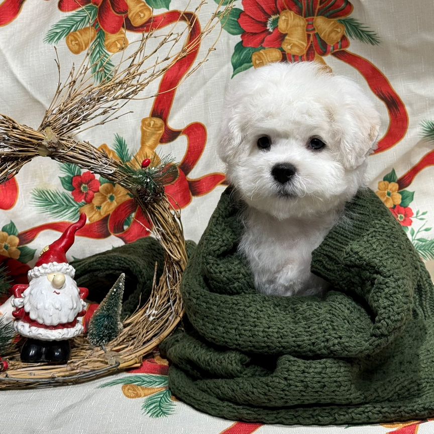 Щенки бишон фризе