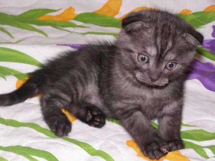 Котёнок Гуччи