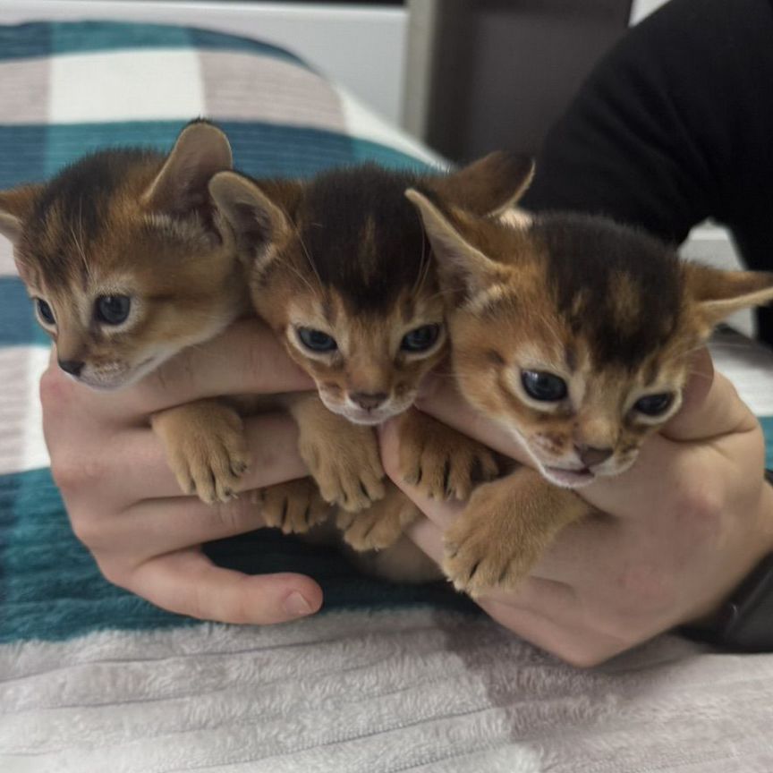 Абиссинский котёнок