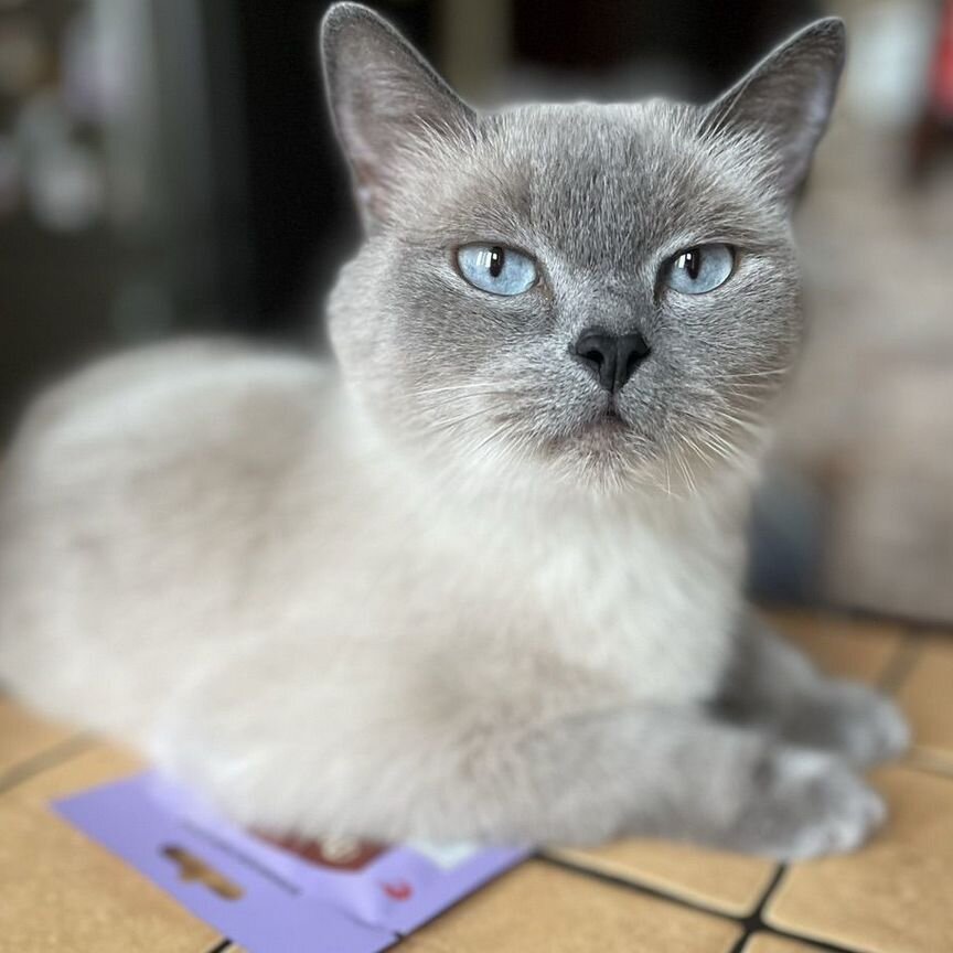 Кошка в добрый руки