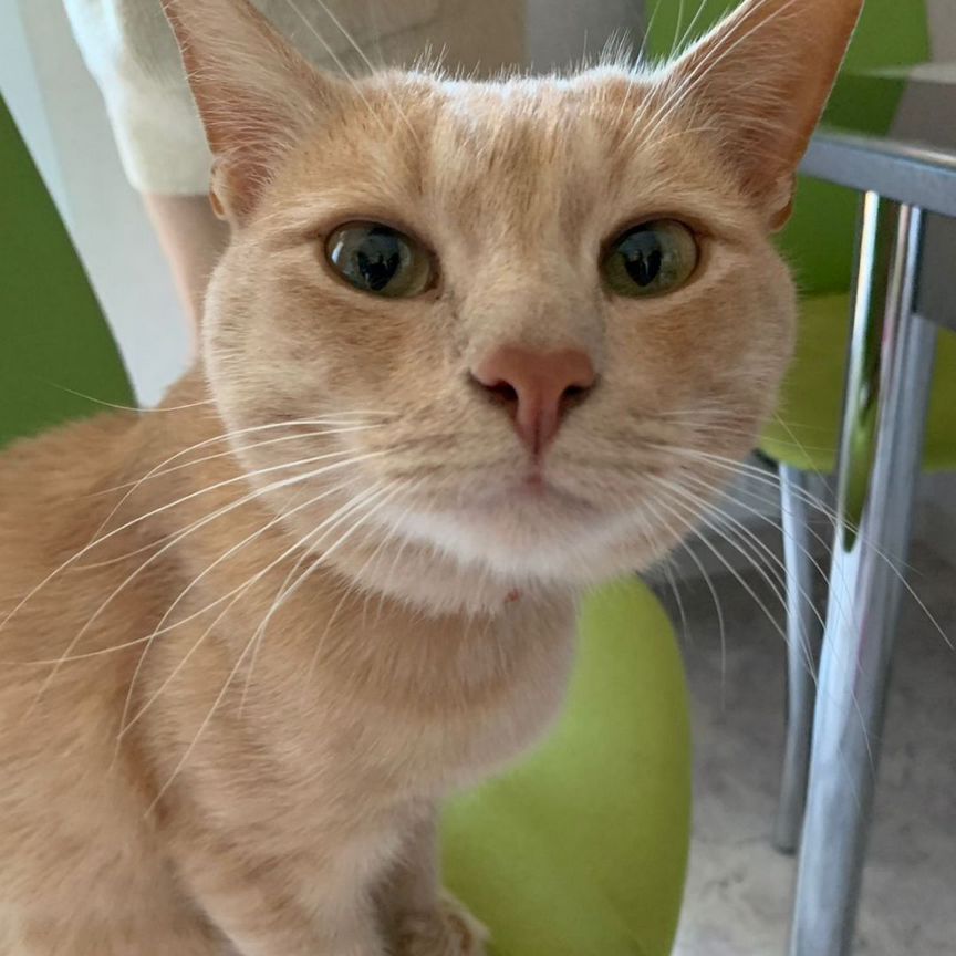 Отдам кота в хорошее руки,бесплатно