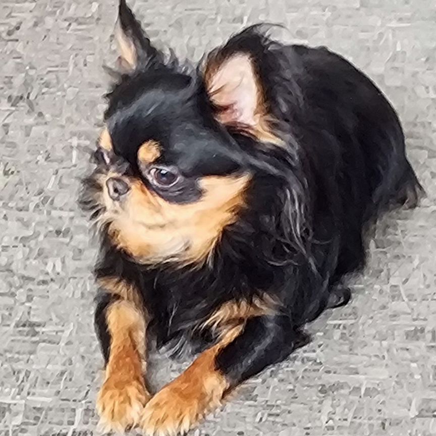 Чихуахуа, взрослый пёс