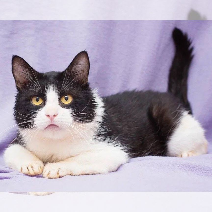 Взрослый кот в добрые руки