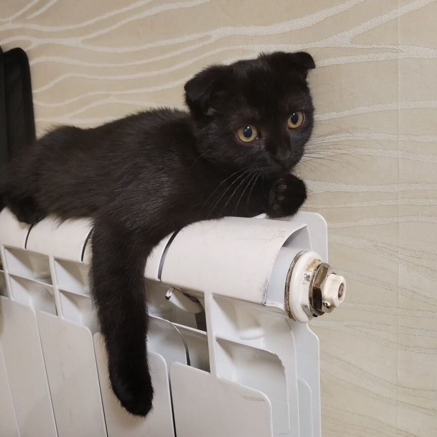 Отдам в добрые руки милых котят