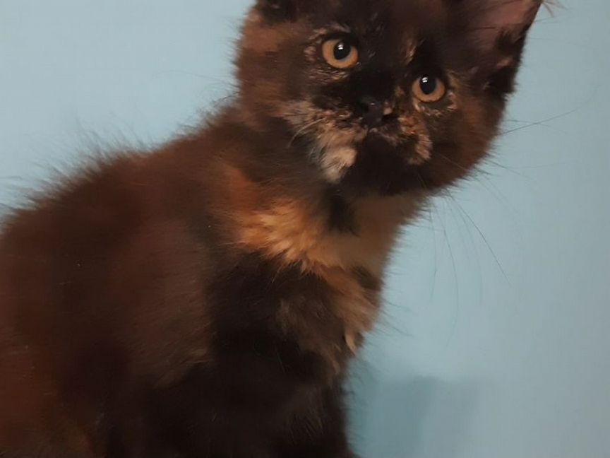 Мейн Кун девочка ушастая красотка