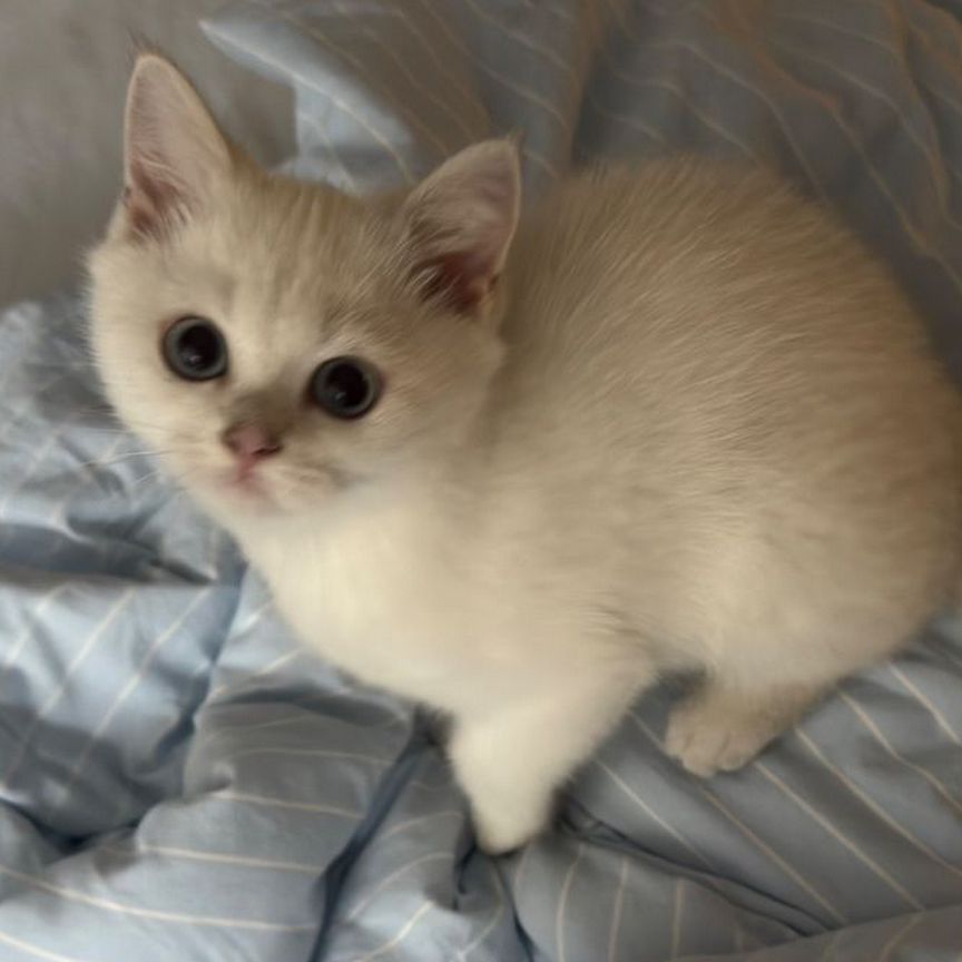 Британский короткошёрстный котёнок
