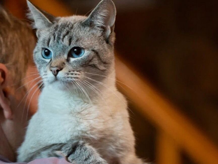 Молодой, ласковый кот Баюн в добрые руки