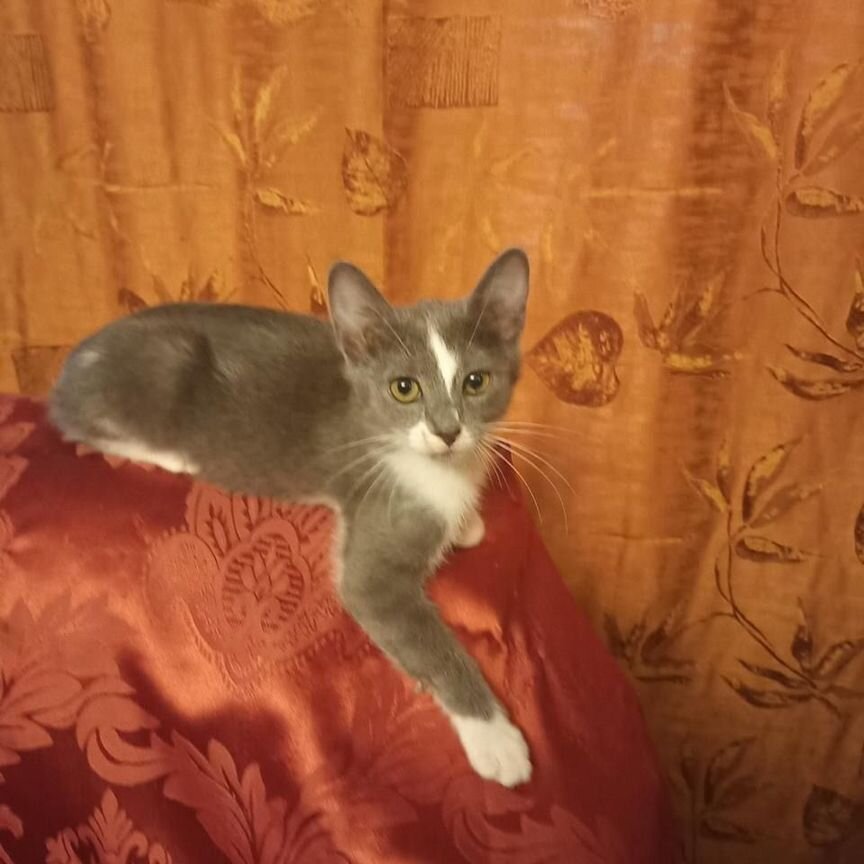 Котенок