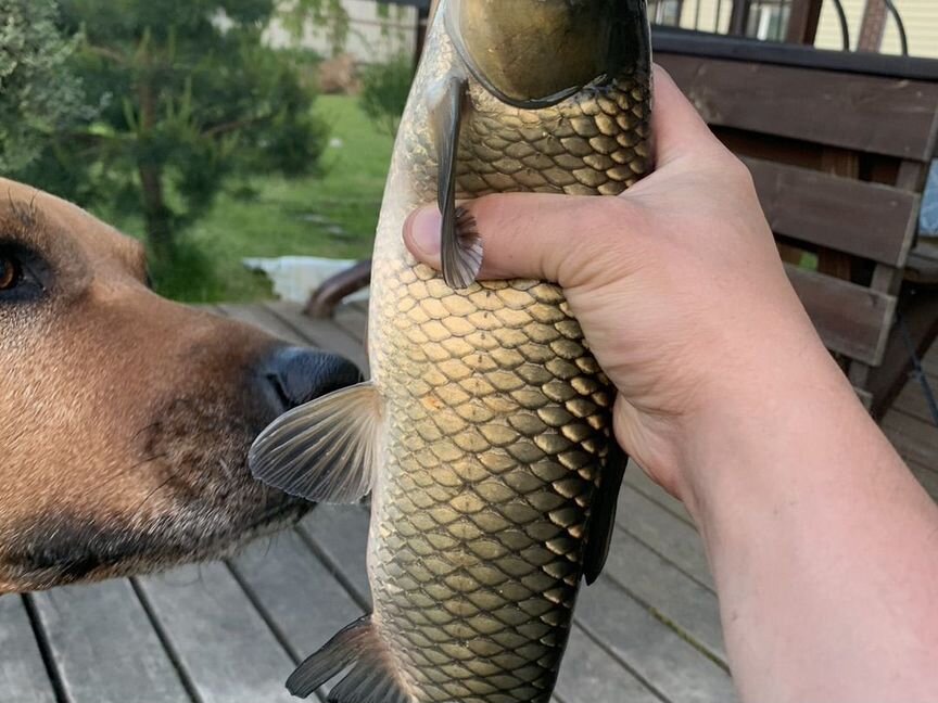 Рыба для пруда