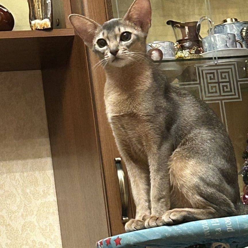 Абиссинская кошка