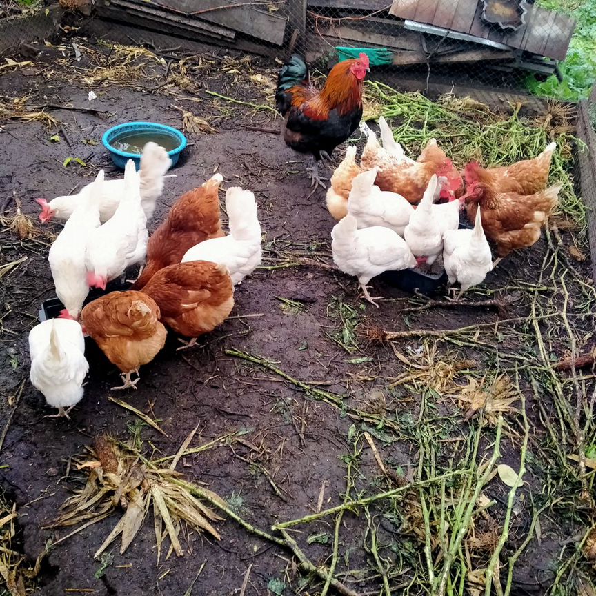 Куры несушки продам