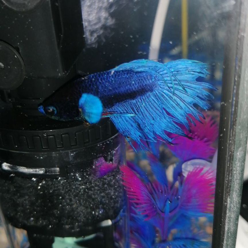 Рыбка петушок самец