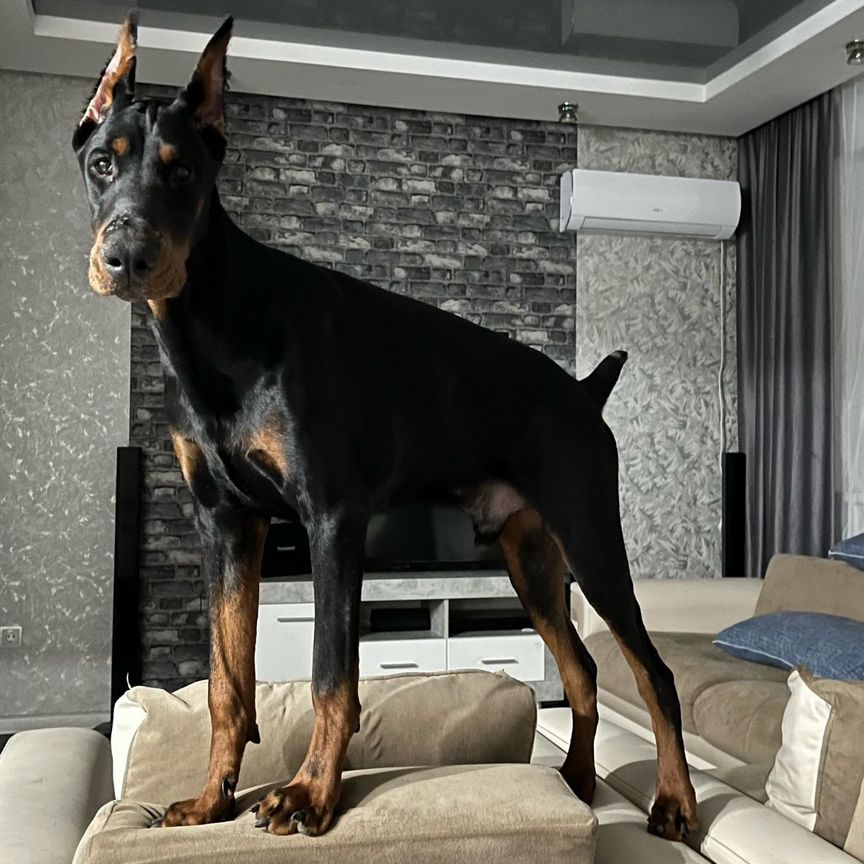 Доберман, щенок