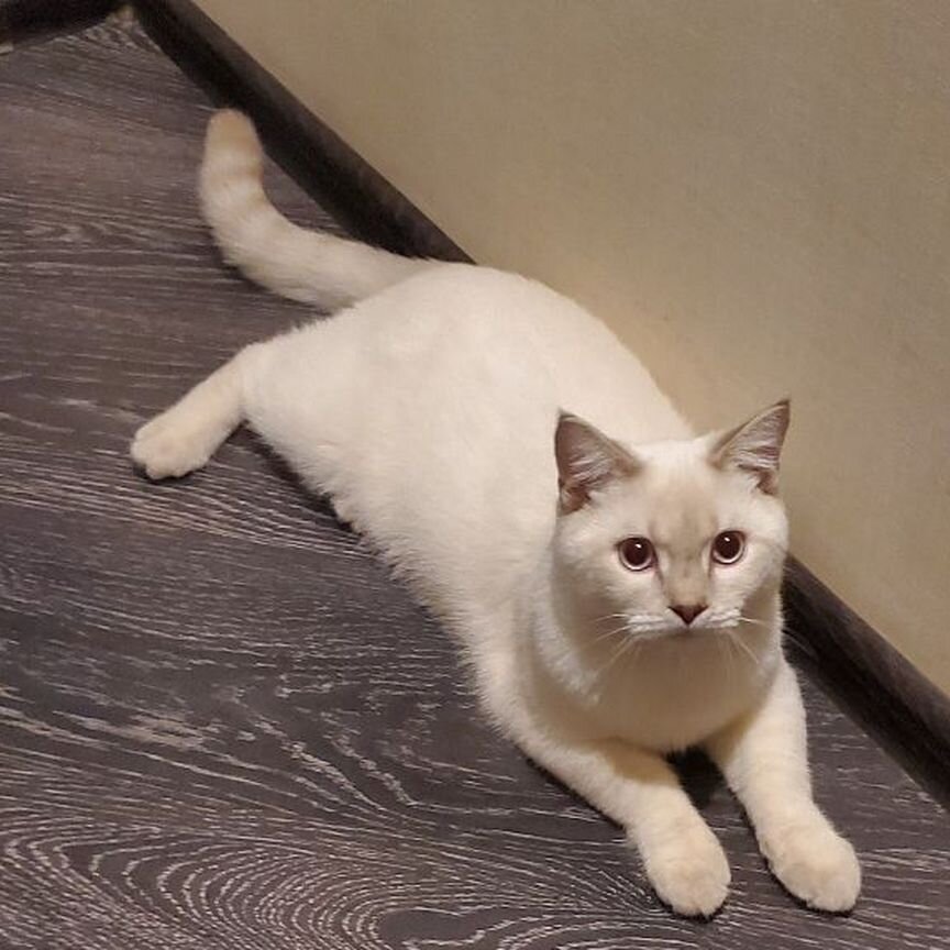 Британский короткошёрстный котёнок