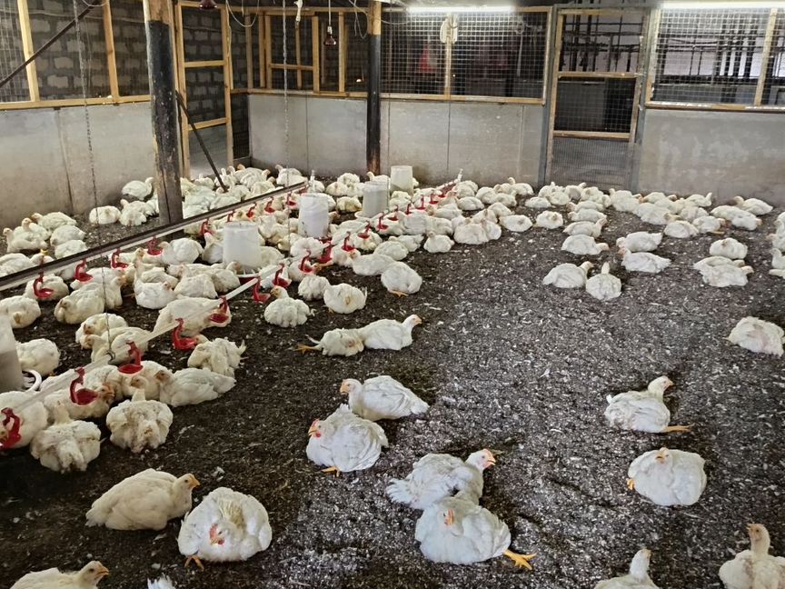 Бройлеры живым весом